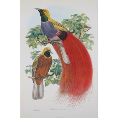Paradisea Decora, John Gould - Overstock - 10116655