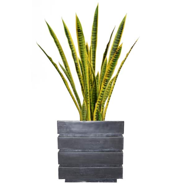 41-inch Tall Snake Plant in Planter - 41" - Bed Bath & Beyond - 10642254