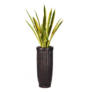 56-inch Tall Snake Plant in Planter - 56" - On Sale - Bed Bath & Beyond ...