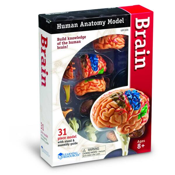 Learning Resources Brain Anatomy Model - Bed Bath & Beyond - 10841519