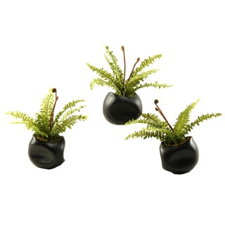 Mini Boston Fern in Ceramic Planter (Set of 3) - Bed Bath & Beyond ...