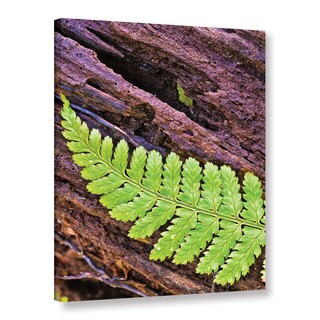 Tom Croce's 'Fern On a Log' Gallery Wrapped Canvas - Bed Bath & Beyond ...
