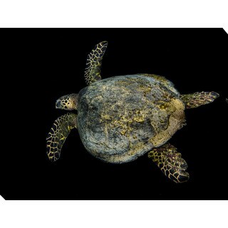 Craig Dietrich 'Tribal Turtle' Underwater Photography Canvas Wall Art ...