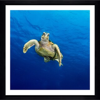 Craig Dietrich 'Curious Turtle' Framed Plexiglass Underwater ...