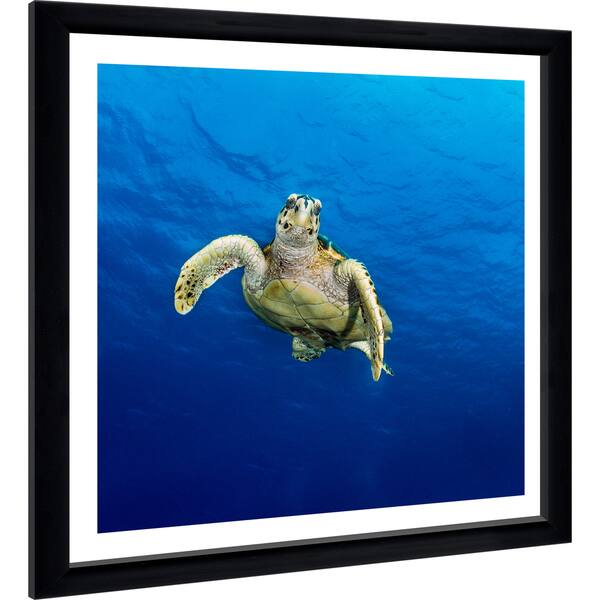 Craig Dietrich 'Curious Turtle' Framed Plexiglass Underwater ...