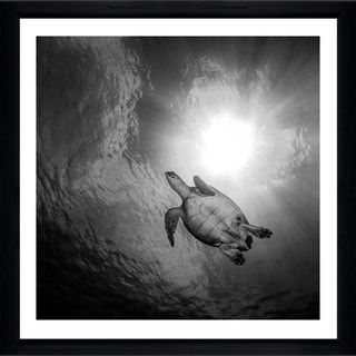 Craig Dietrich 'Turtle Turtle' Framed Plexiglass Underwater Photography ...