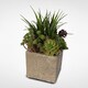 Succulent Arrangement in Concrete Cube - Bed Bath & Beyond - 12115007