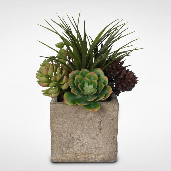 Succulent Arrangement in Concrete Cube - Bed Bath & Beyond - 12115007