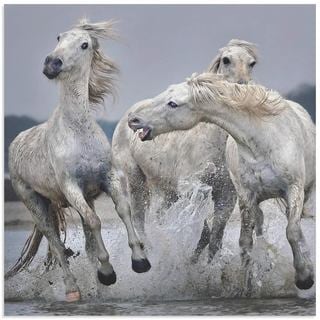 Paul Keates 'White Horse on Water' Horse Art on Metal or Acrylic - Bed ...