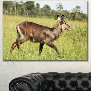 Designart "Waterbuck Antelope in Green Grass" Extra Large African Art ...
