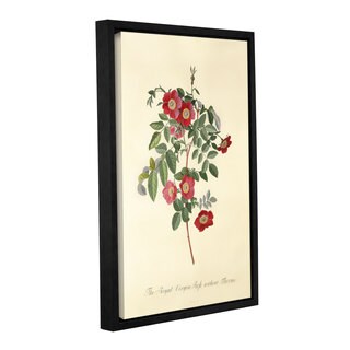 Georg Dionysius Ehret's ' Rose; Without Thorns' Gallery Wrapped Floater ...