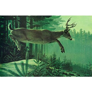 Marmont Hill - 'Blacktail Buck' Painting Print on Wrapped Canvas ...