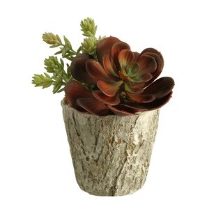 D&W Silks Red Echeveria and Burro Tail in Cement Planter - Bed Bath ...