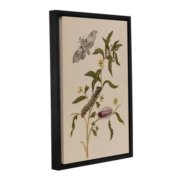 Maria Sibylla Graff Merian 'Illustration from Metamorphosis insectorum ...