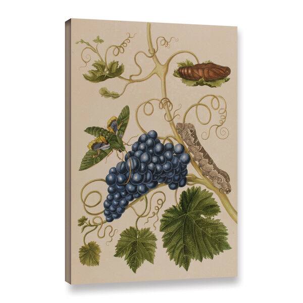 Maria Sibylla Graff Merian's Illustration from 'Metamorphosis ...