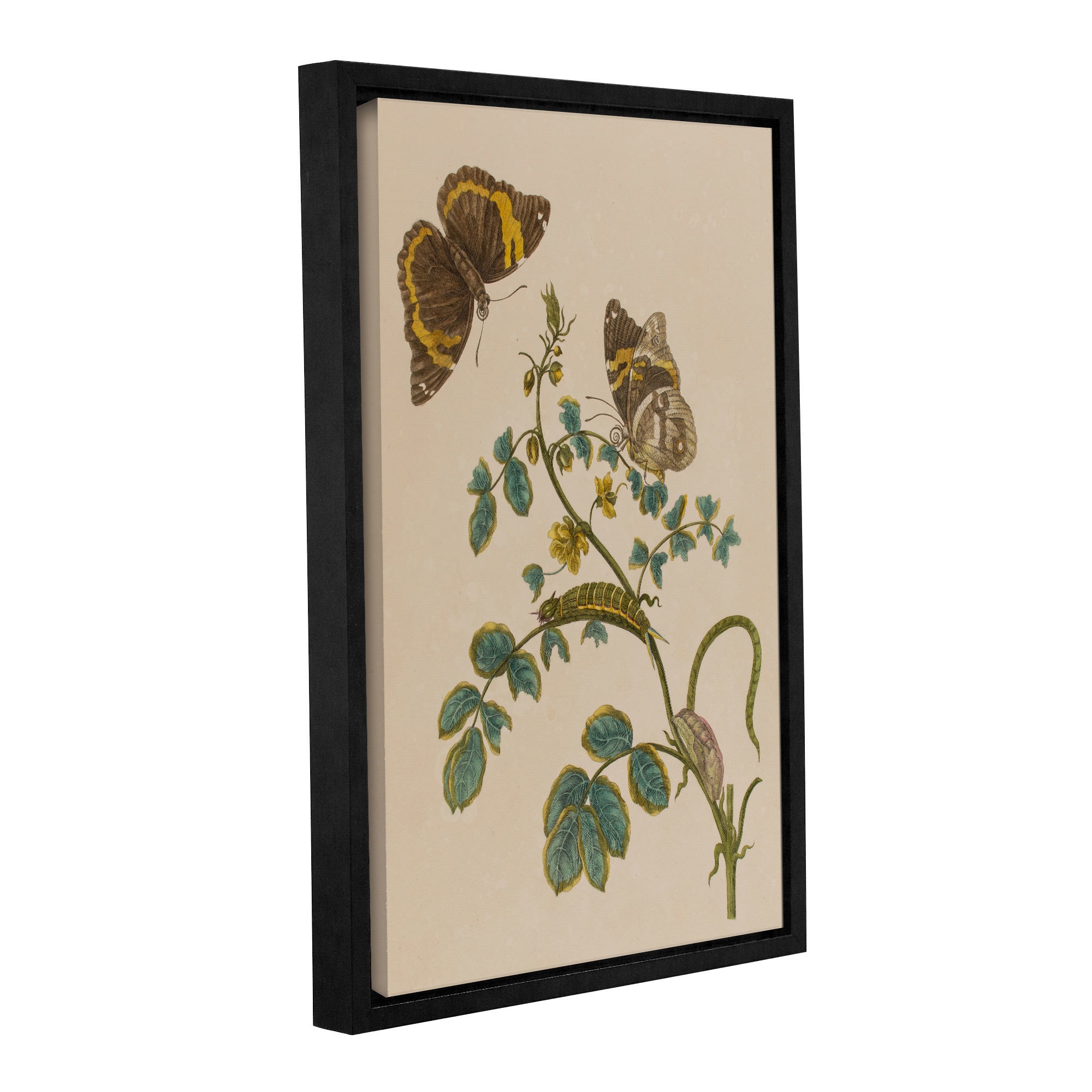 Maria Sibylla Graff Merian's Illustration from 'Metamorphosis ...