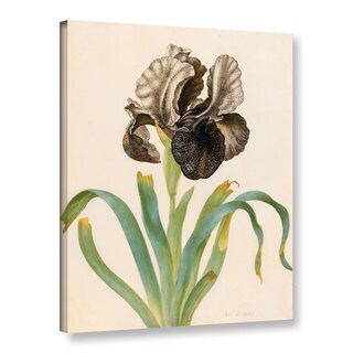 Maria Sibylla Graff Merian's Iris Susiana, Gallery Wrapped Canvas - Bed ...