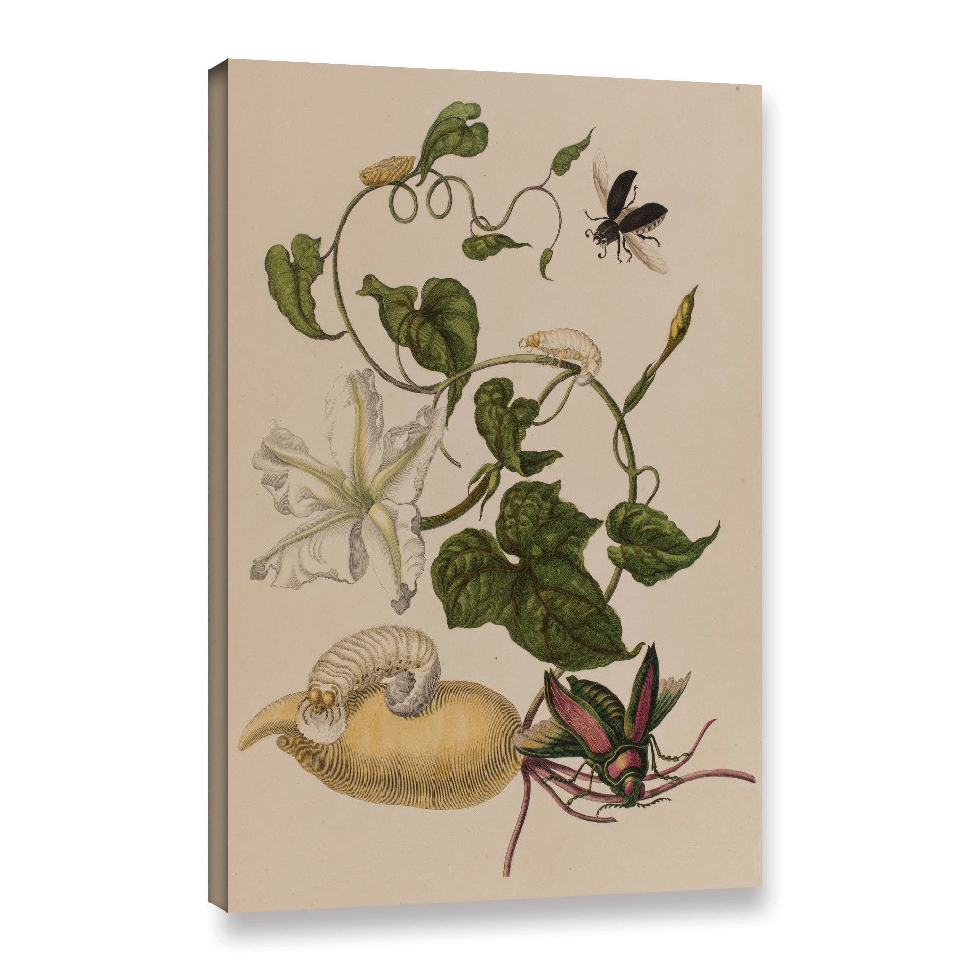 Maria Sibylla Graff Merian's Illustration from 'Metamorphosis ...