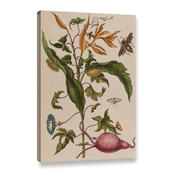 Maria Sibylla Graff Merian's Illustration from 'Metamorphosis ...