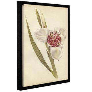 ArtWall English English School 'Tigridia Pavonia Alba' Gallery-wrapped ...
