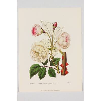M Hart Rose premium Art Print of Flowers by L Watts - Overstock - 17818720