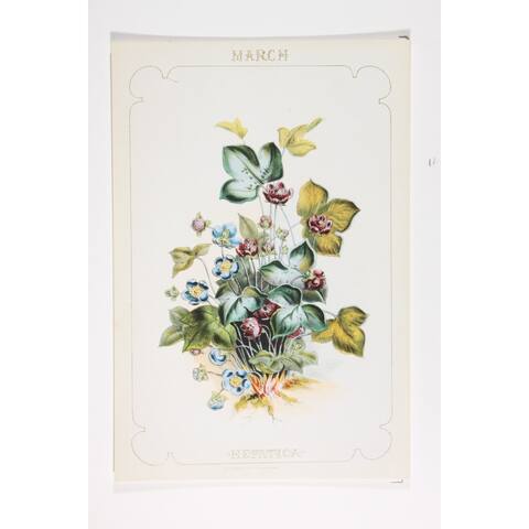 March Hepatica premium Art Print of Flowers by Paul Jerrard - Overstock ...