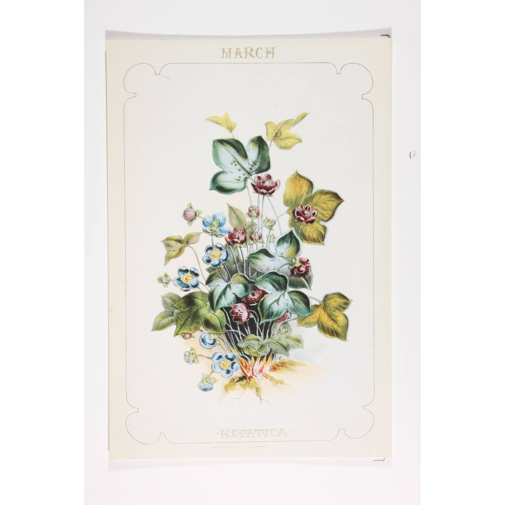 March Hepatica premium Art Print of Flowers by Paul Jerrard - Overstock ...