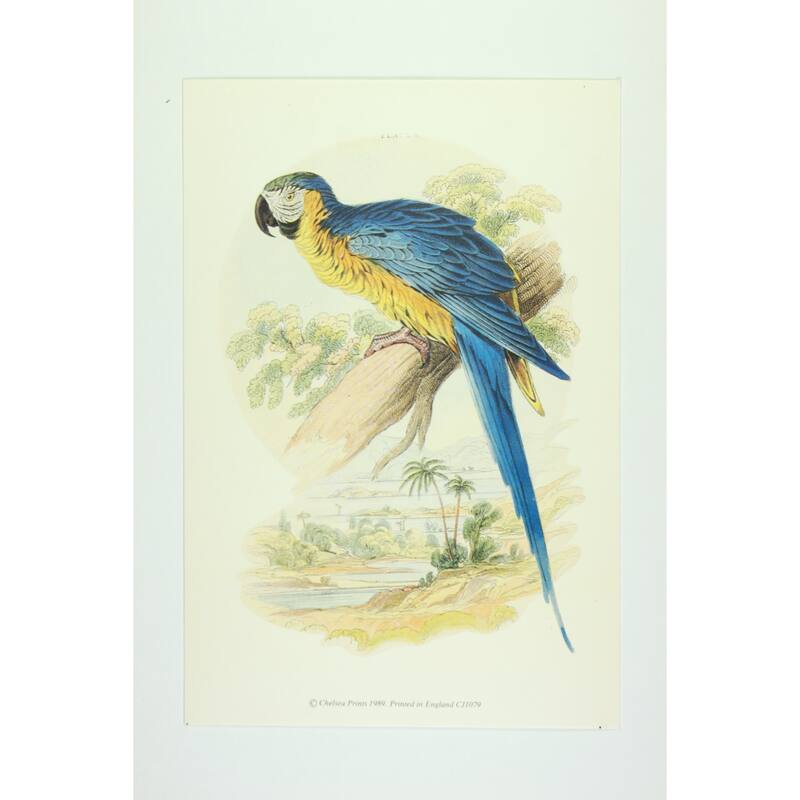 The Blue & Yellow Maccaw Wall Art Print by Edward Donovan - Overstock ...