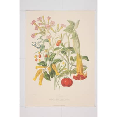 The Potato Tribe Fine Art Print by Elizabeth Twining - Overstock - 17819588