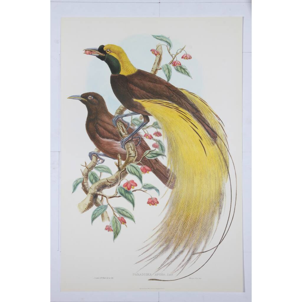 Paradisea Apoda Premium Art Print by John Gould - Overstock - 17833804