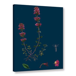 Bridgeman Lathyrus Palustris Marsh Vetchling, Gallery Wrapped Canvas ...