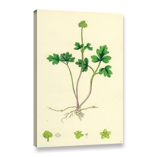 Bridgeman Tuberous Moschatel, Gallery Wrapped Canvas - Bed Bath ...
