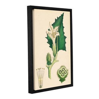 Bridgeman Common thorn Apple, Gallery Wrapped Floater-framed Canvas ...