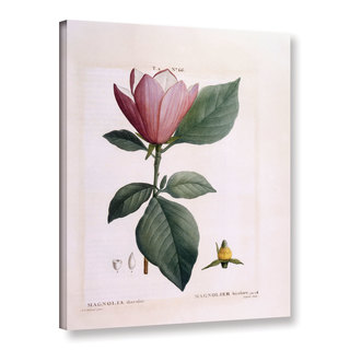 Pierre Joseph Redoute's Magnolia Magnolia discolour, Gallery Wrapped ...