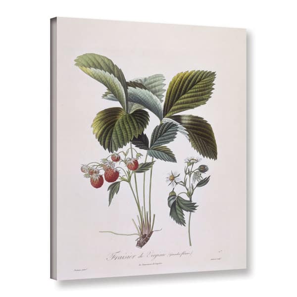 Pierre Antoine Poiteau's Virginia Strawberry, Fragaria Virginiana ...