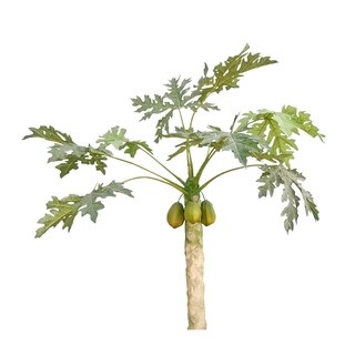 4' Papaya Tree Un-Potted - Green - Bed Bath & Beyond - 20348292