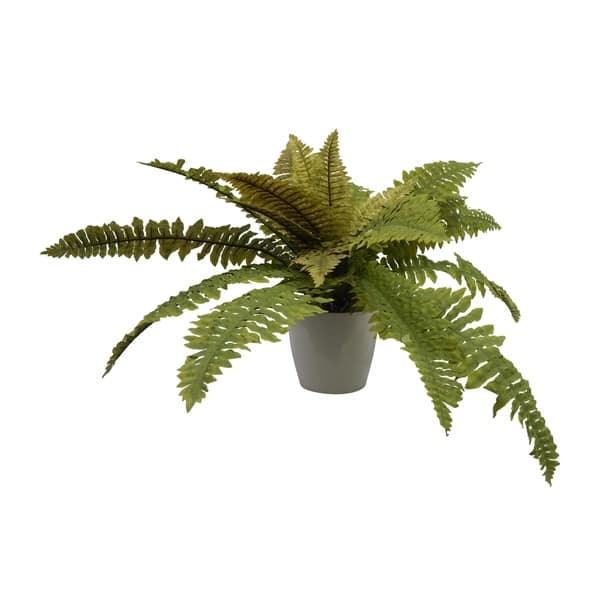 Modern Boston Fern Arrangement - Green - Bed Bath & Beyond - 20348297