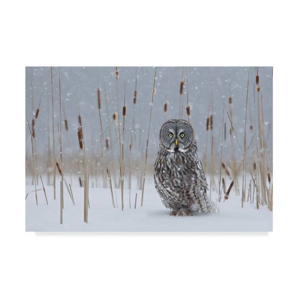 Rick Dobson 'Great Grey Owl In Cat Tails' Canvas Art - Bed Bath ...