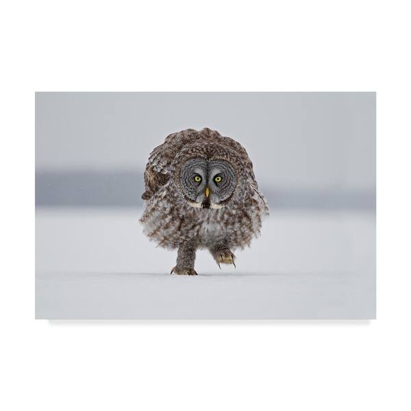 Rick Dobson 'Great Grey Owl Marching' Canvas Art - Bed Bath & Beyond ...