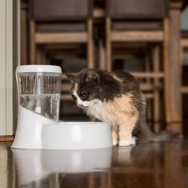 Petmate Fresh Flow Rain Battery Operated Water Fountain - 75Oz - Bed ...