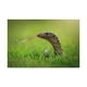 Shikhei Goh 'Lizard Escape' Canvas Art - Multi-color - Bed Bath ...