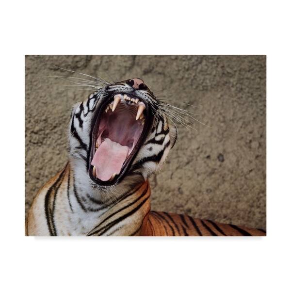 Galloimages Online 'Malayan Tigress Yawn' Canvas Art - Multi-color ...