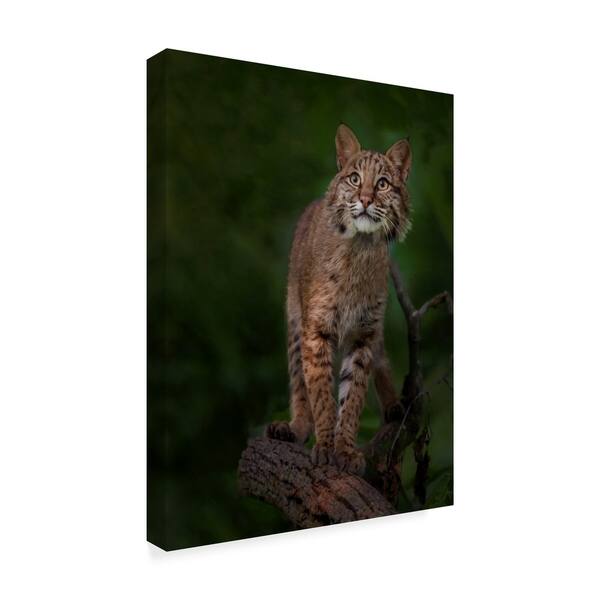 Galloimages Online 'Bobcat Poses On Tree Branch 1' Canvas Art - Multi ...