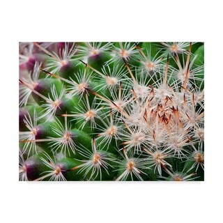 Janice Sullivan 'Cactus Spines' Canvas Art - Multi-color - Bed Bath ...
