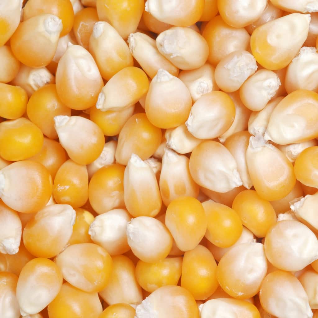 Great Northern Popcorn Bulk GNP Original Yellow Gourmet Popcorn, 12.5 ...