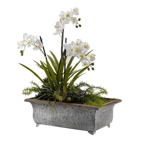 White Vanda Orchid Plants with Assorted Foliage in Large Rectangle ...