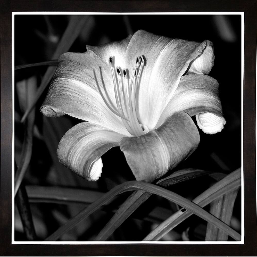 Lily Of The Day-HARFLO89999 Print 18"x18" by Harold Silverman - Flowers ...