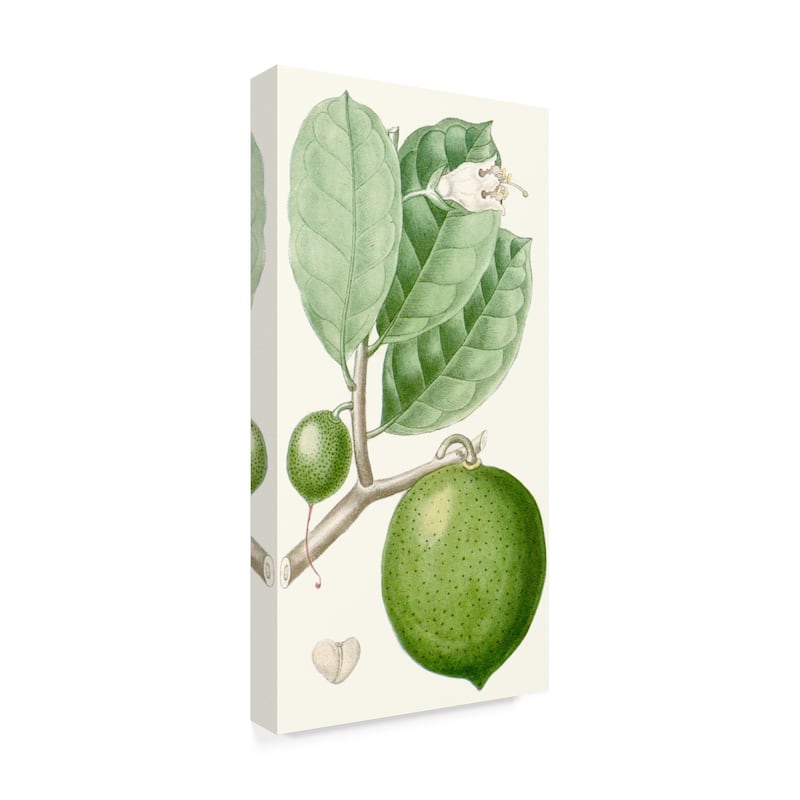 Turpin 'Turpin Fruit Iii' Canvas Art - Overstock - 25363809
