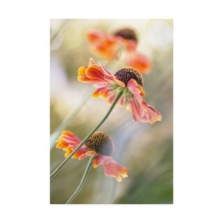 Mandy Disher 'Helenium Pink Flowers' Canvas Art - Bed Bath & Beyond ...