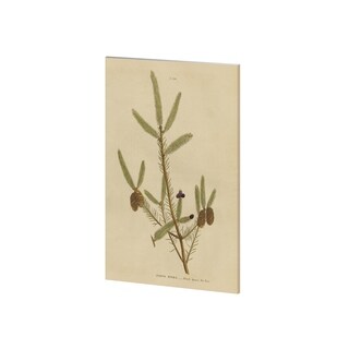 Mercana Herbal Botanical XIV (28 x 38) Made to Order Canvas Art - Bed ...